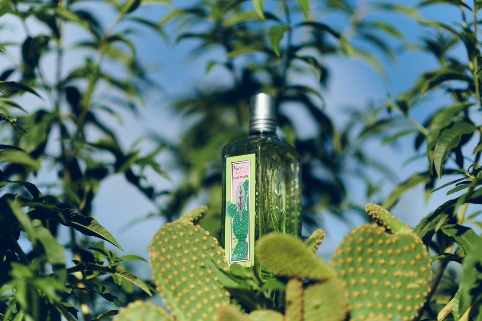 CITRUS CACTUS COLLECTION IN L’OCCITANE TRADE - Zagreb West